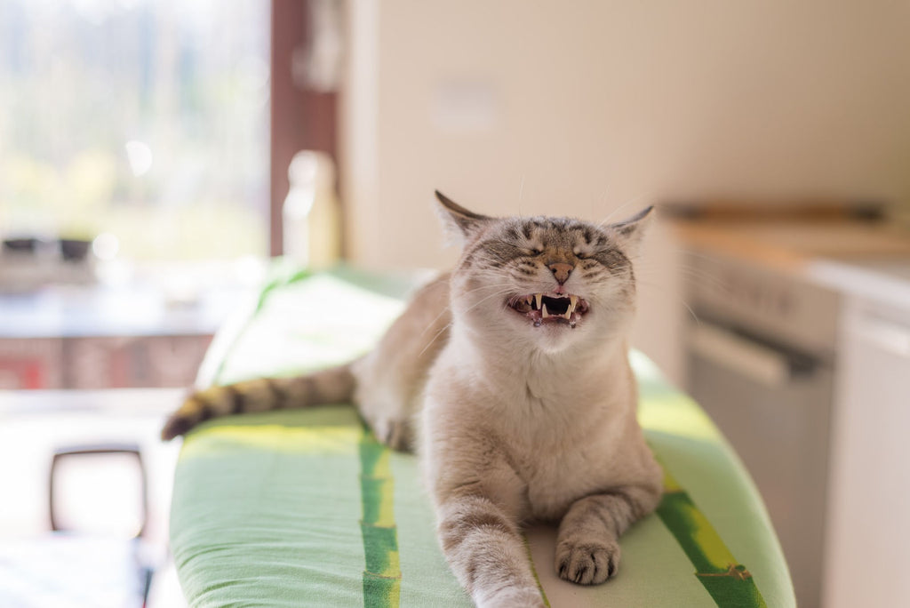 Tips on Dealing With Cat Aggression – Cat Amazing