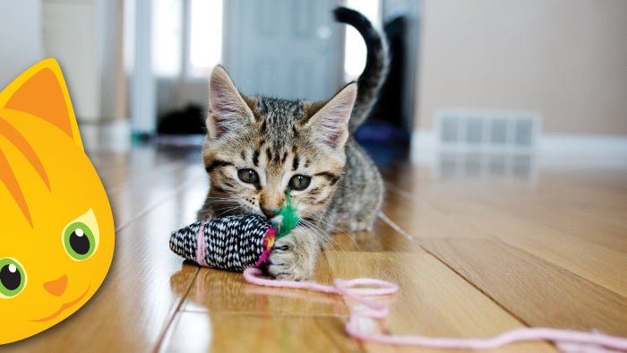 Understanding Cat Play Behavior – Cat Amazing